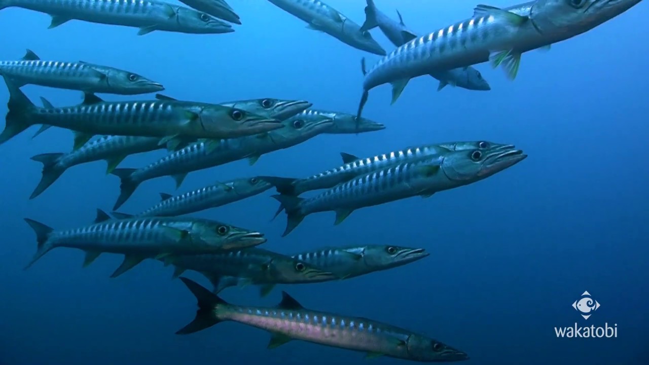 Amazing Wakatobi Underwater Video and Photos – The Traveluster