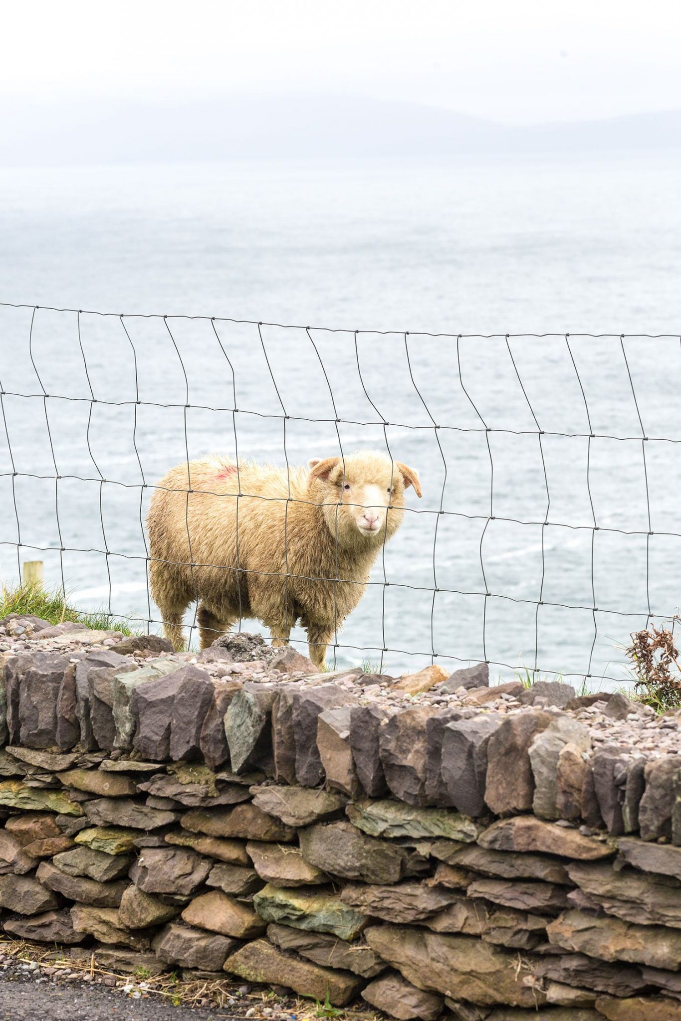 Mingle in the Dingle - The Traveluster