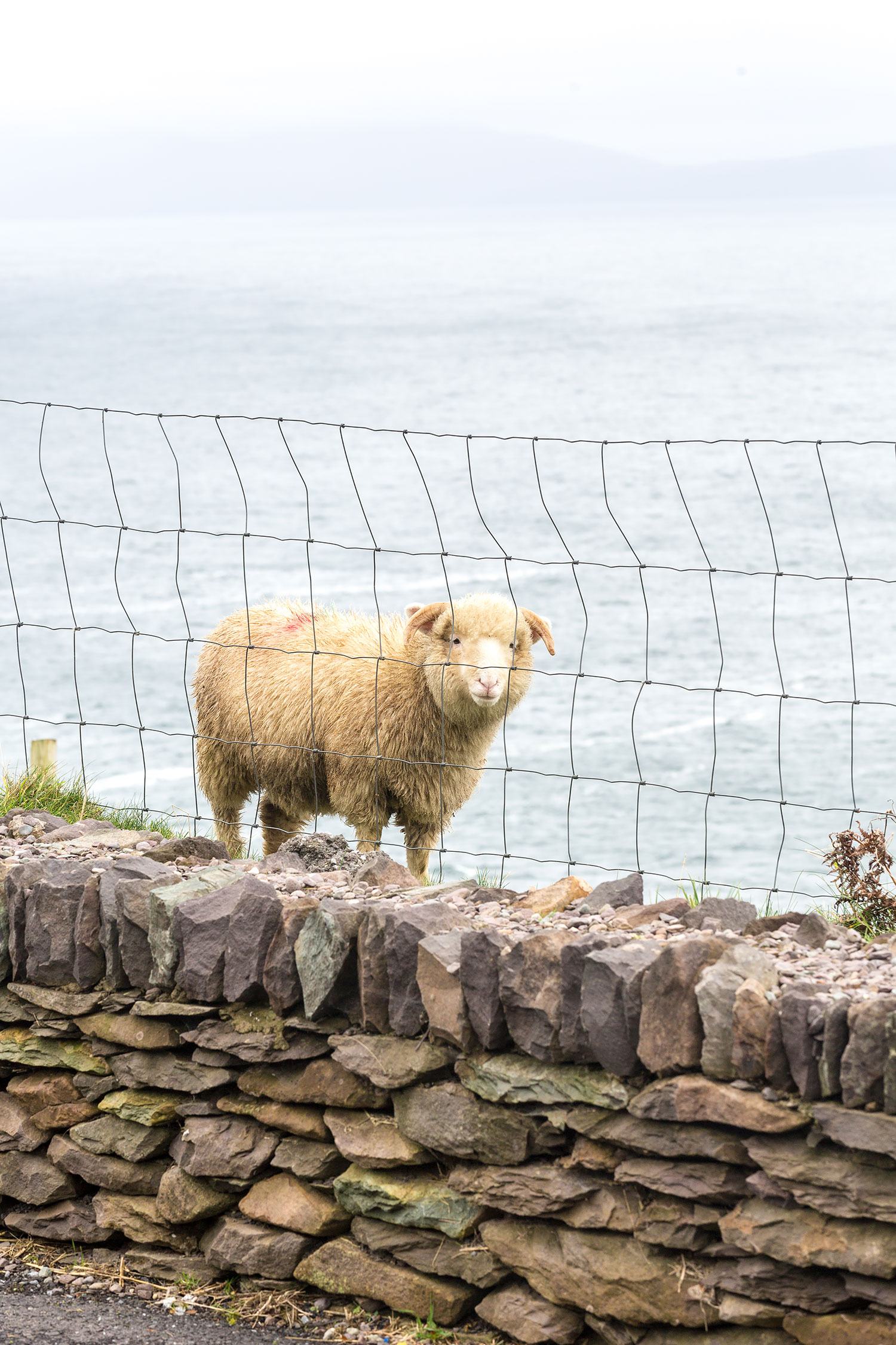 Mingle in the Dingle - The Traveluster
